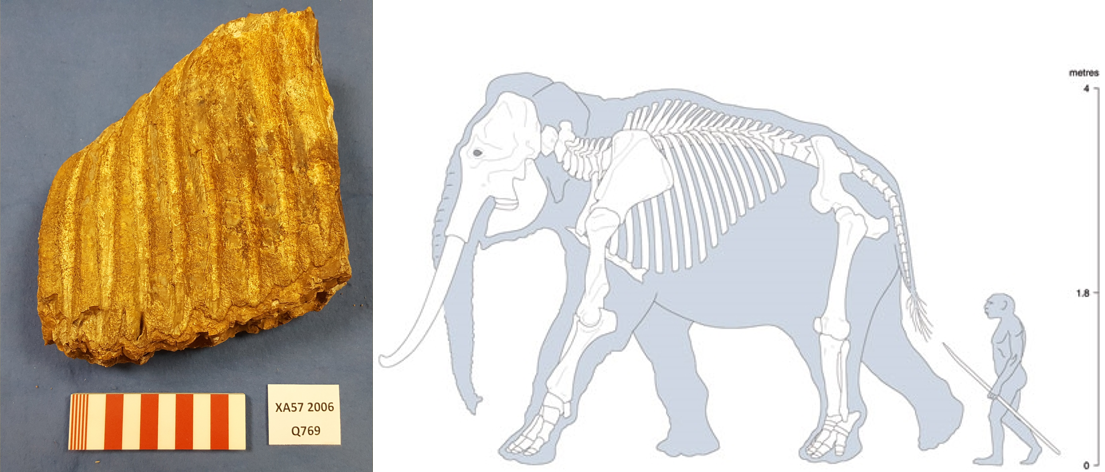 Prehistoric elephants, Roman belts and medieval villages: 2017 in ...